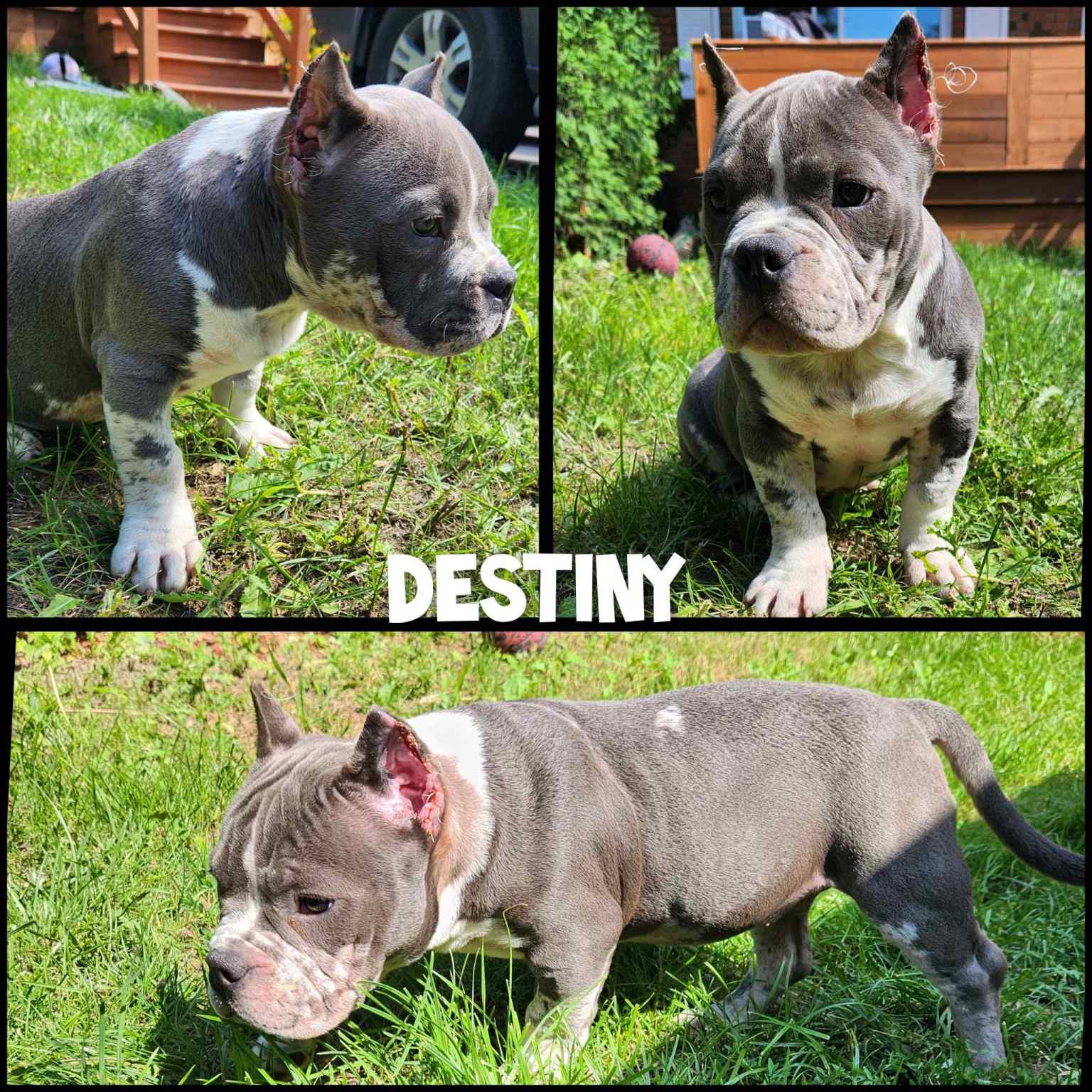 Nano Bully | Chiots à vendre | Frenchie MK