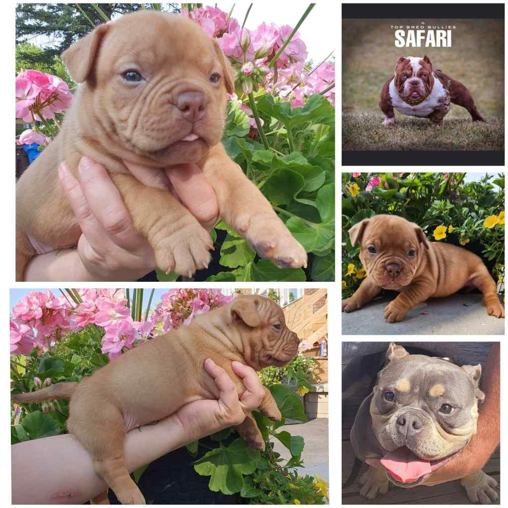 Nano Bully | Chiots à vendre | Frenchie MK