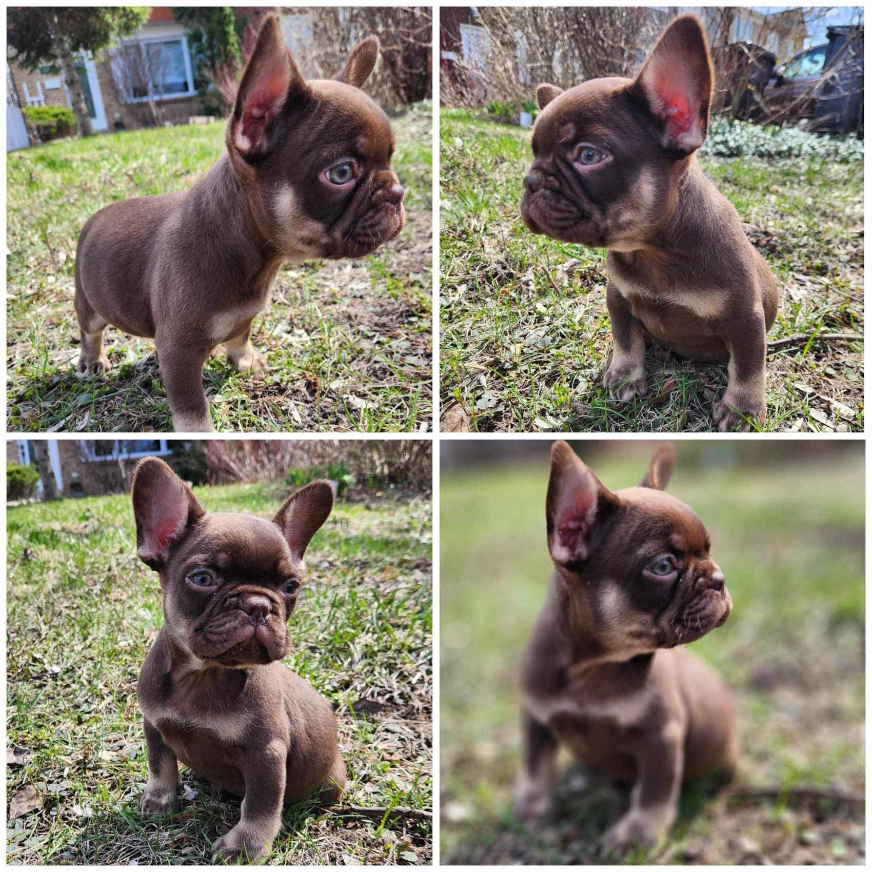 Nos chiots disponibles à la vente | Frenchie MK